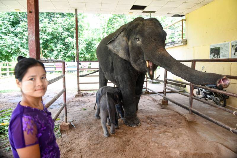 Rare twin elephants take first steps in Bago, Myanmar - ENG.MIZZIMA.COM