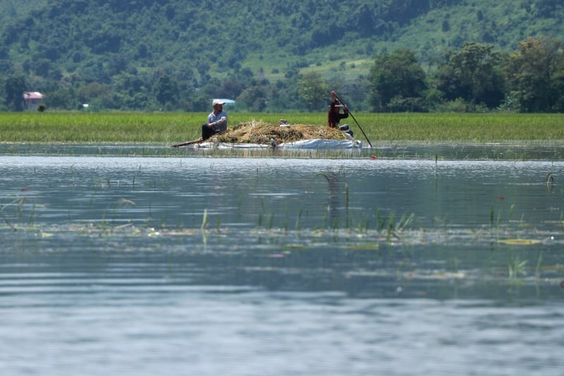 Farmers face major losses as heavy rains devastate rice fields in ...