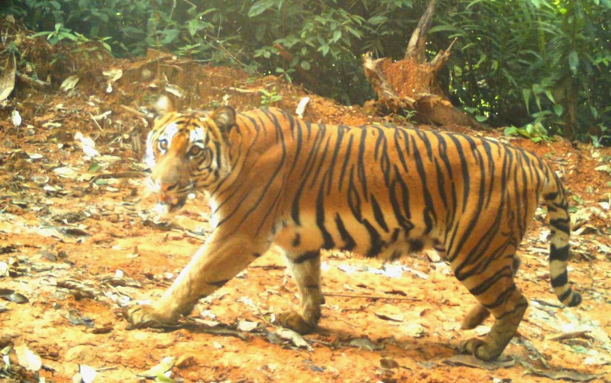 Htamanthi Wildlife Sanctuary in northwest Myanmar to install 72 more ...